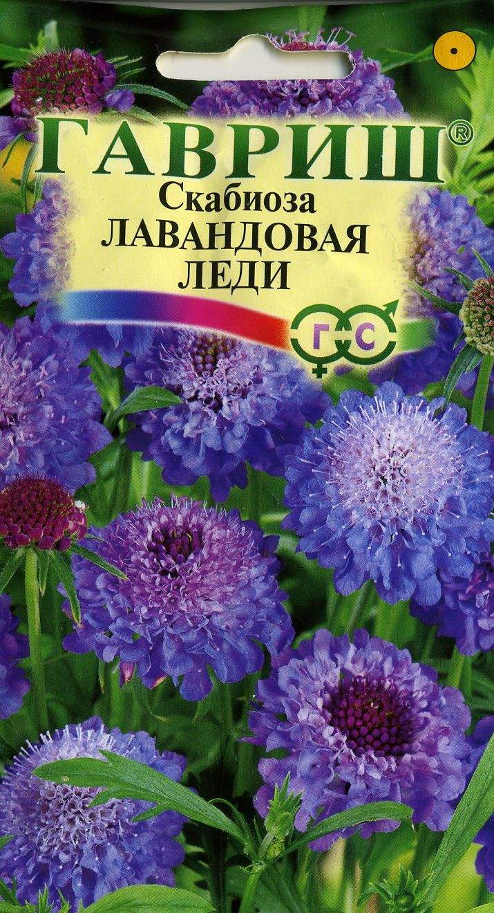 Купить Скабиоза Лавандовая леди (г) 0,2гр от